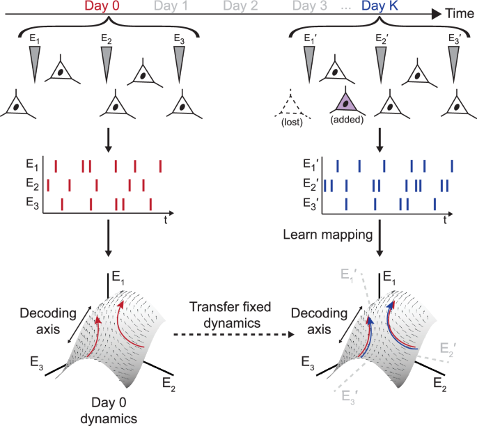 Stabilizing brain-computer interfaces through alignment of latent dynamics – Nature – Targeted ...